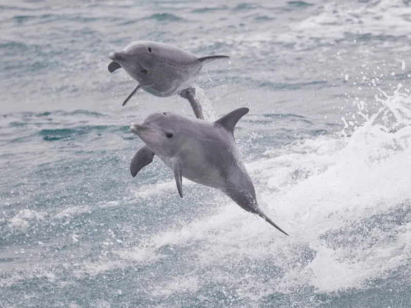 Margaret River Day Tour From Perth | Best West Coast Deals at Happy Travels