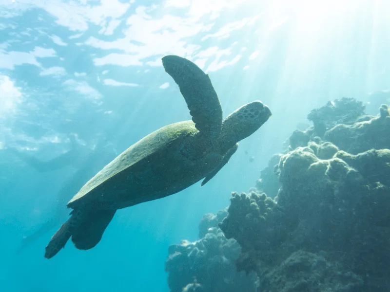 Prosail Whitsunday Sailing 2 Day 2 Night Tour | Book & Save with Happy ...