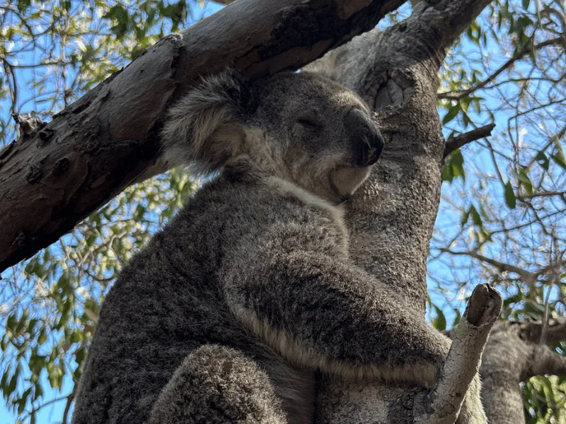 32-Day East Coast Adventure | Cairns to Sydney Group Tour | Happy Travels