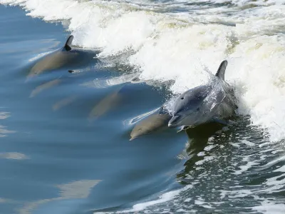 Port Stephens Dolphin Watching & Sandboarding | Happy Travels