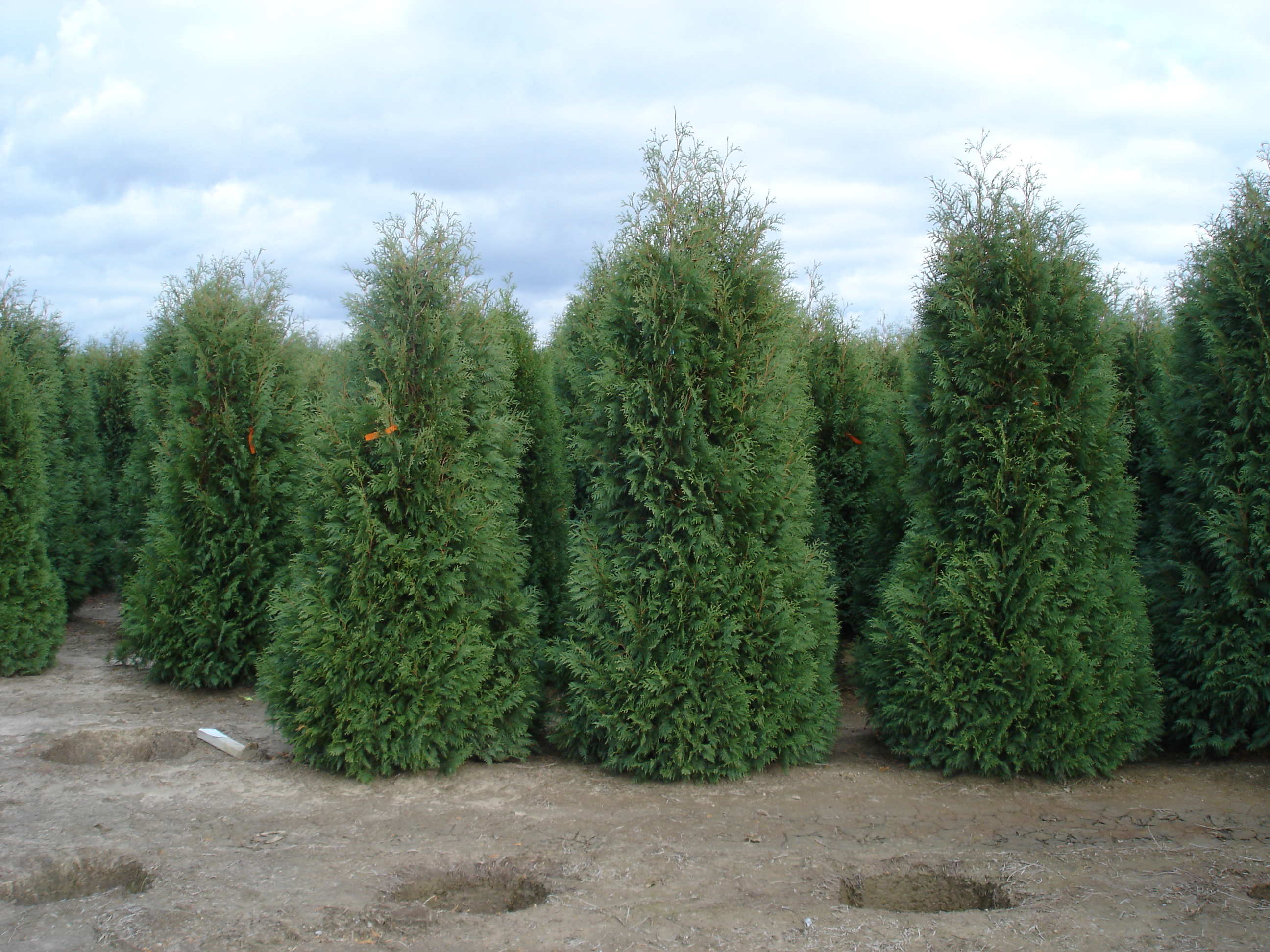 Thuja Occidentalis 'Nigra' Dark American Arborvitae, 48% OFF