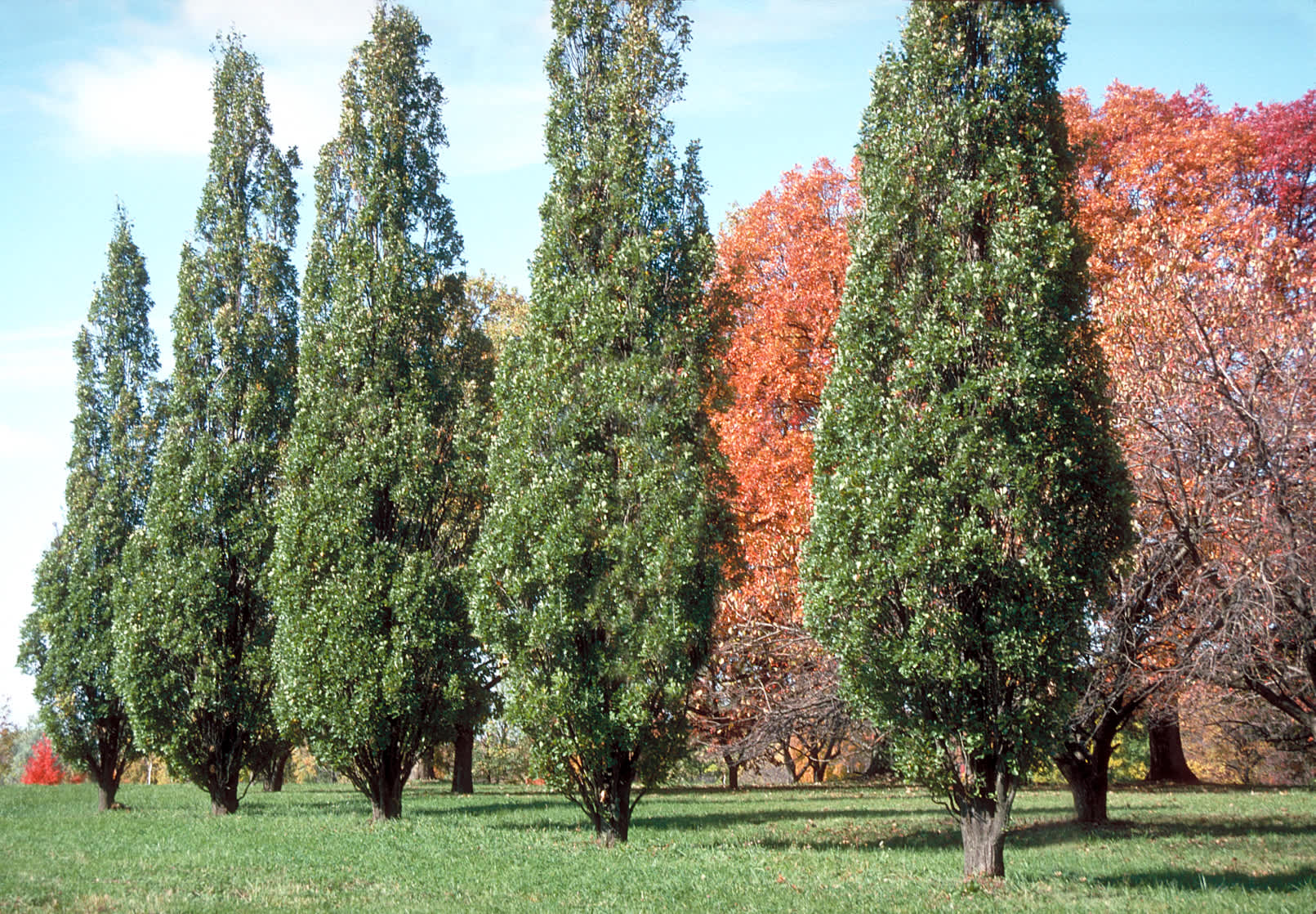 LandscapeHub | Plant information for Quercus robur ‘Fastigiata ... LandscapeHub | Plant information for Quercus robur ‘Fastigiata ...