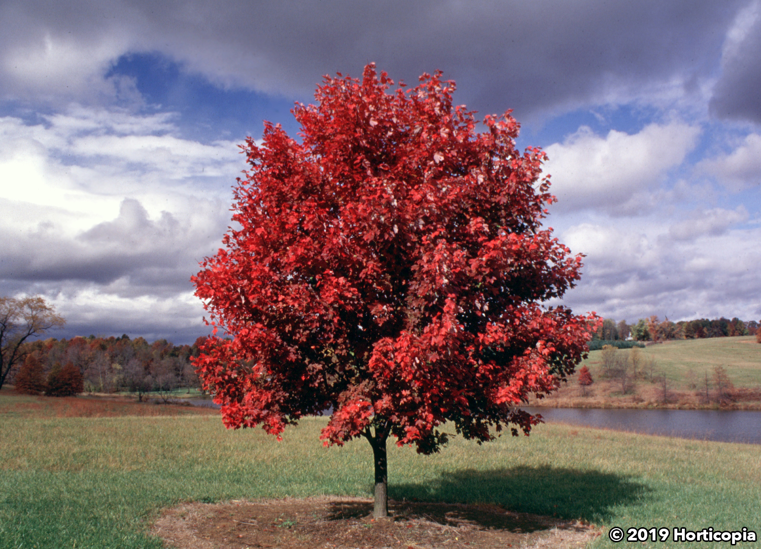 acer rubrum