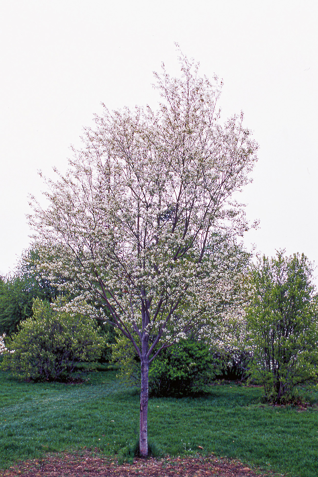 Amelanchier Laevis Cumulus