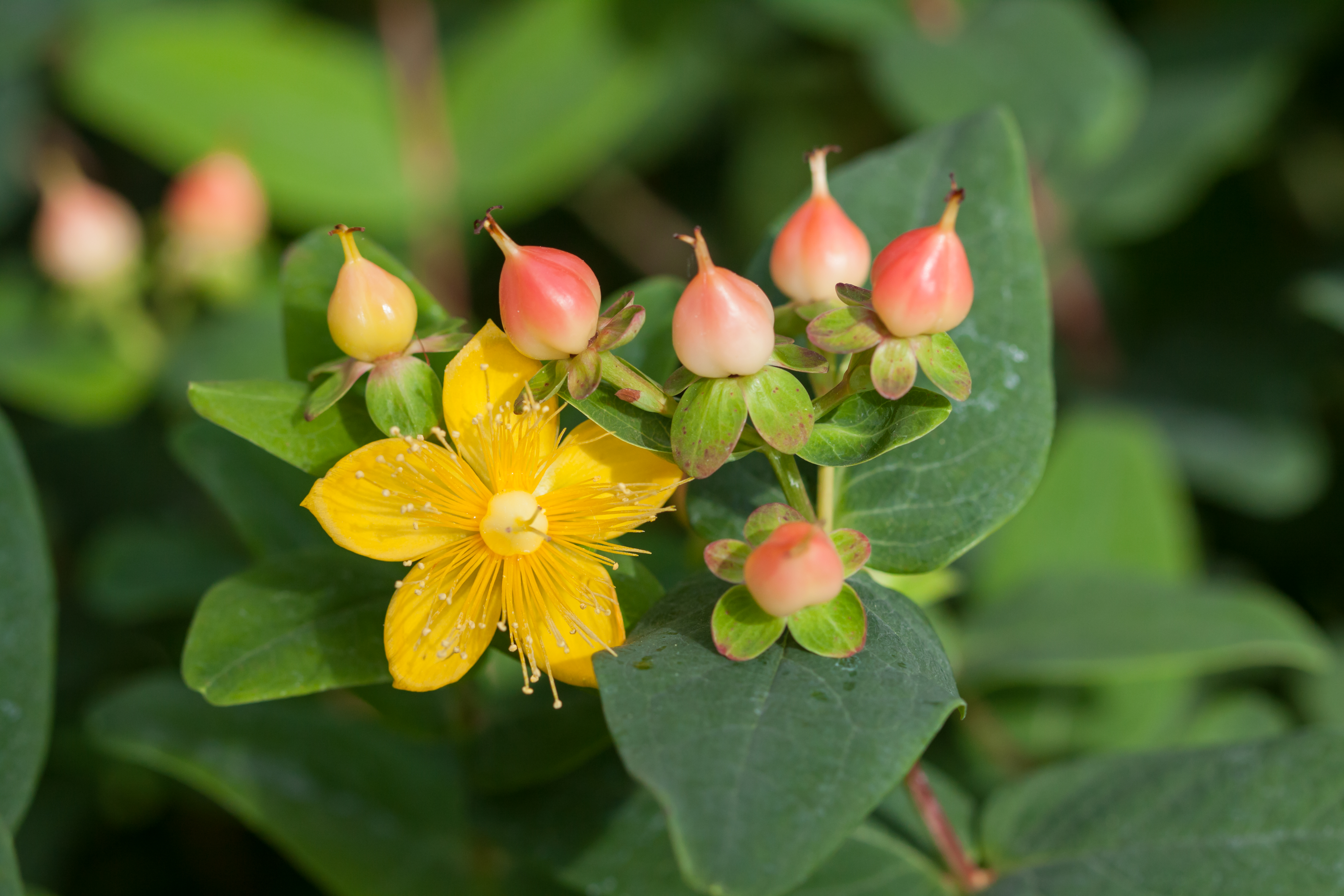 hypericum inodorum pumpkin