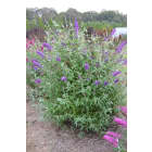 psychedelic sky buddleia