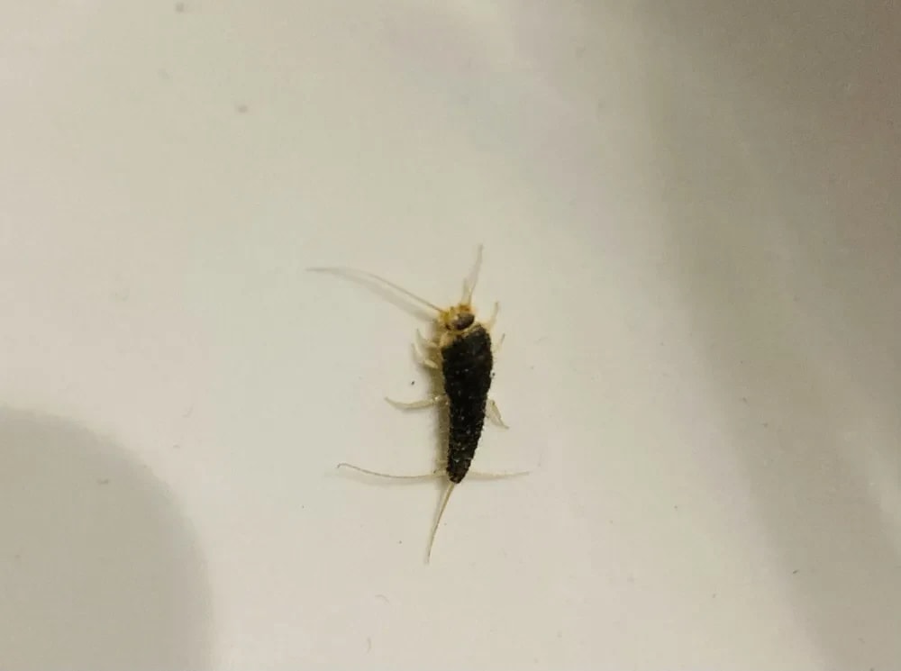 Poisson d'Argent : Identification, Prévention et Élimination