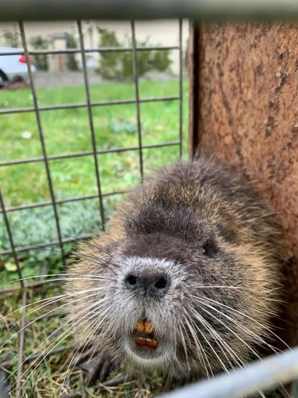 Découvrez le Menu Alimentaire du Ragondin : Un Aperçu de Leur Régime