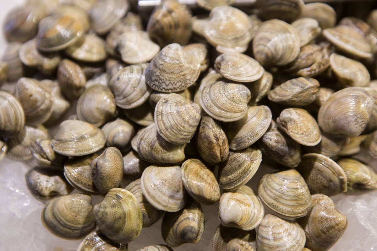 Buy Fresh Clams Locally or Online | Adelphia Seafood, Pennsylvania