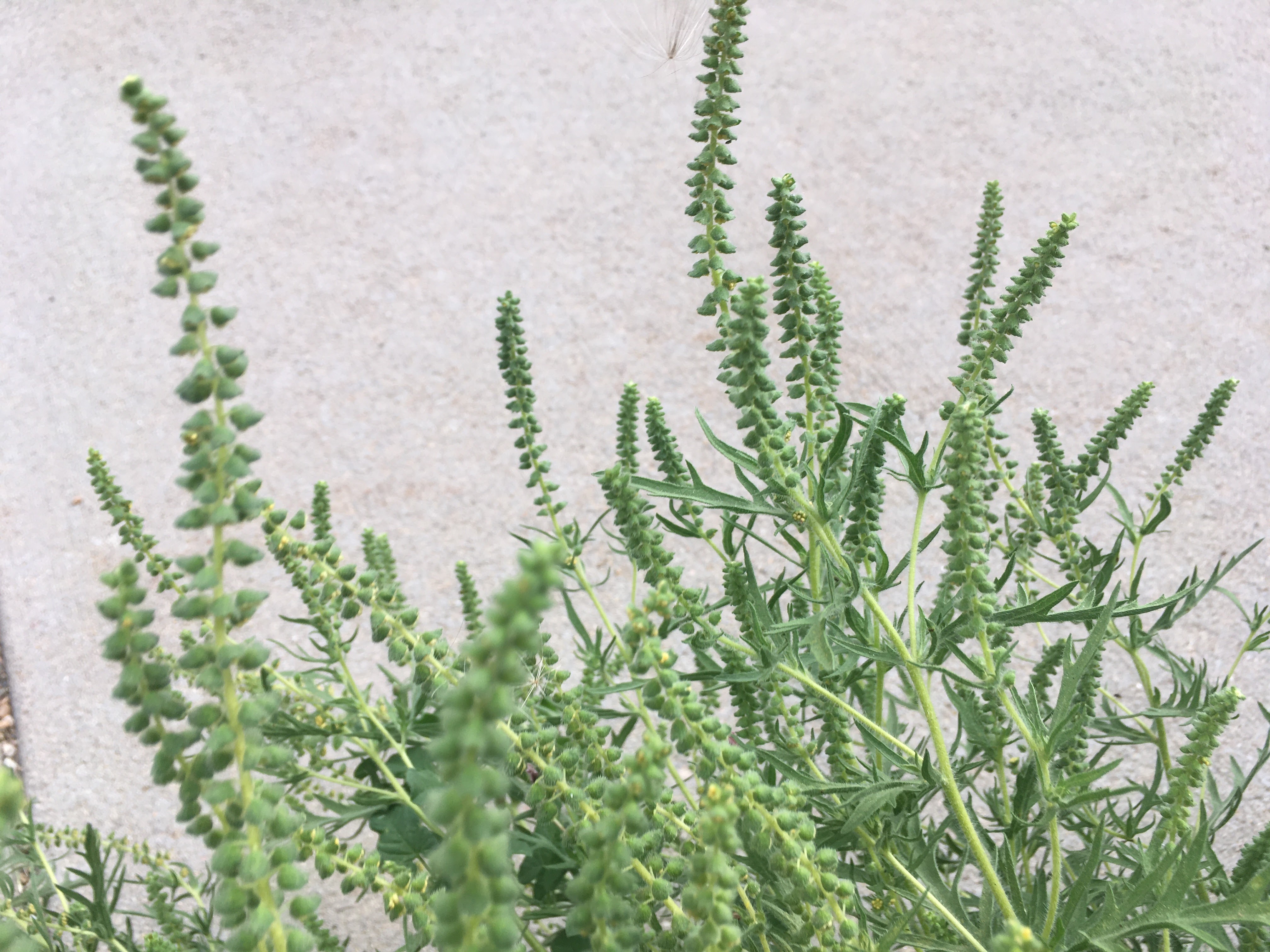Western Ragweed