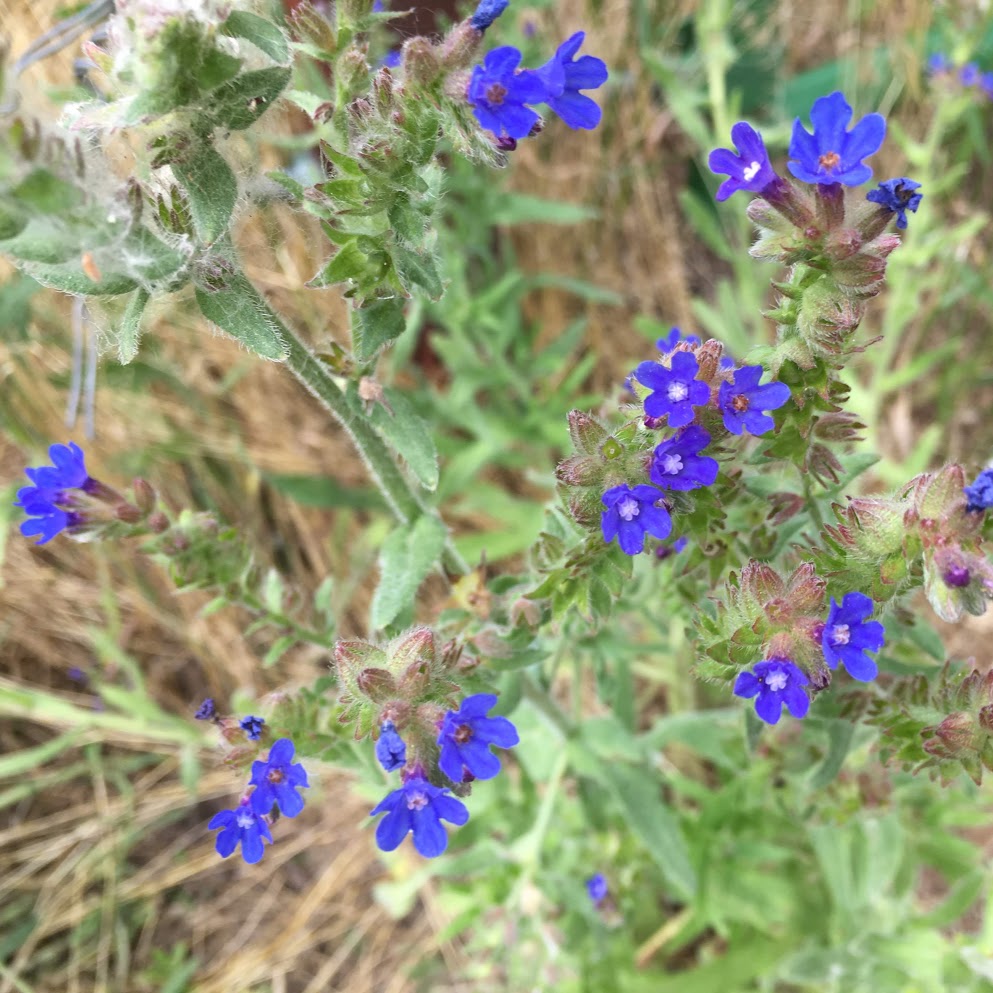 Common Bugloss