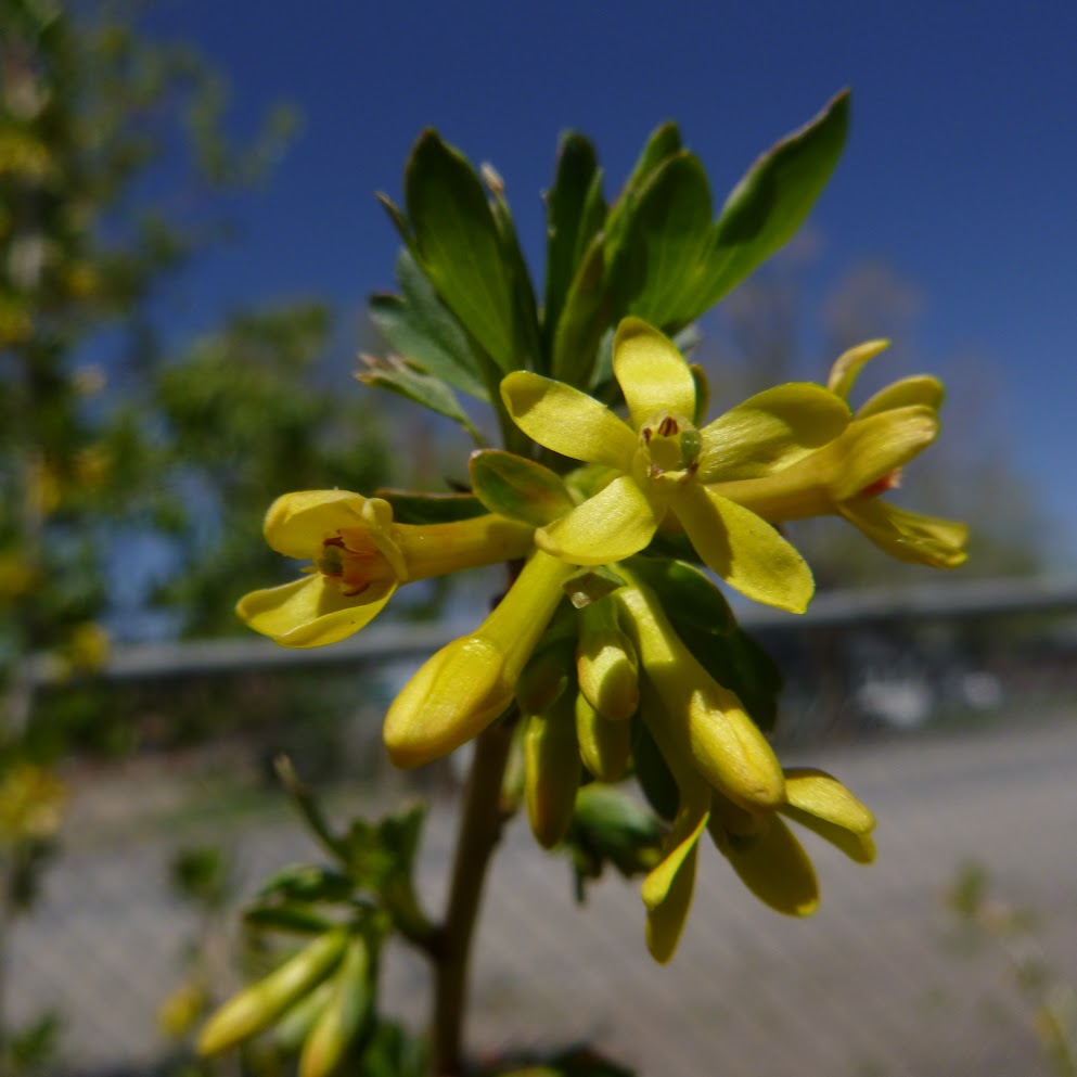 Golden Currant