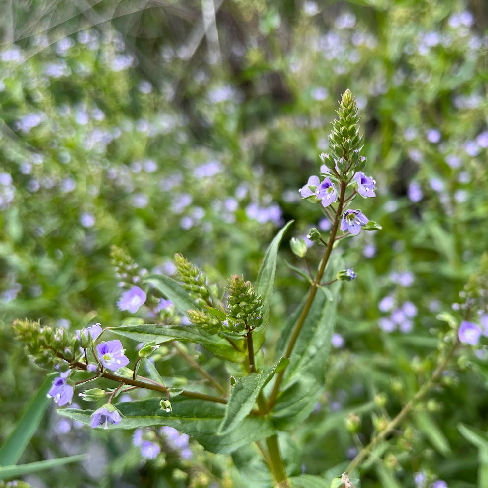 Water Speedwell