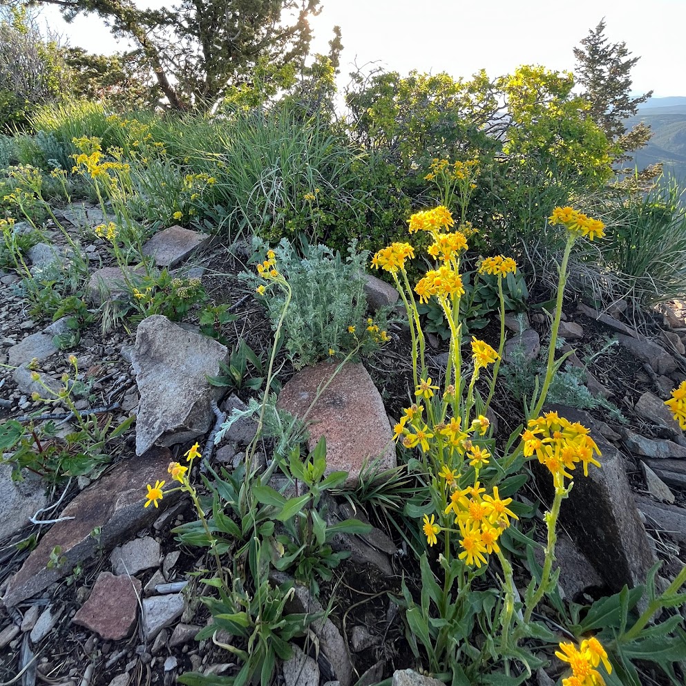 Tall Western Groundsel