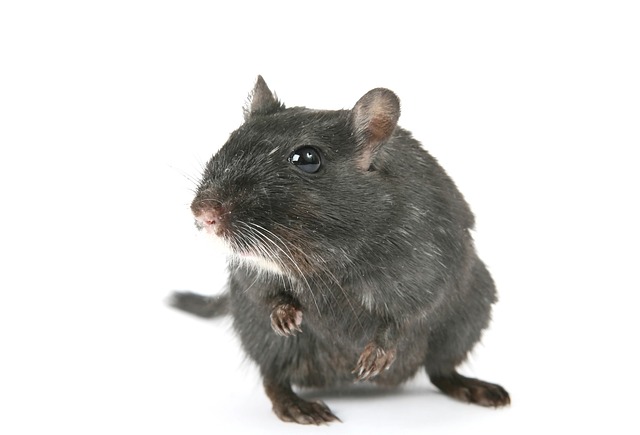 Rodenticides