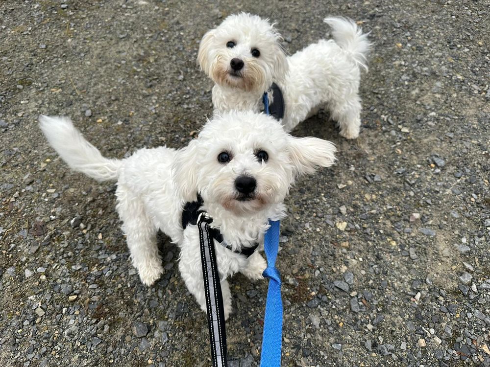 Teach Your Dog to Stay | Good Dog Blog | Dogwise Academy