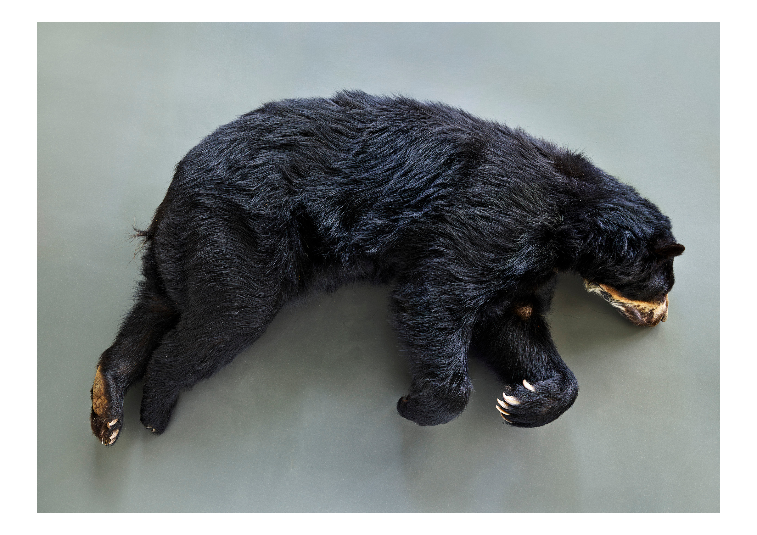 Thomas Struth | | Gallery Viewer