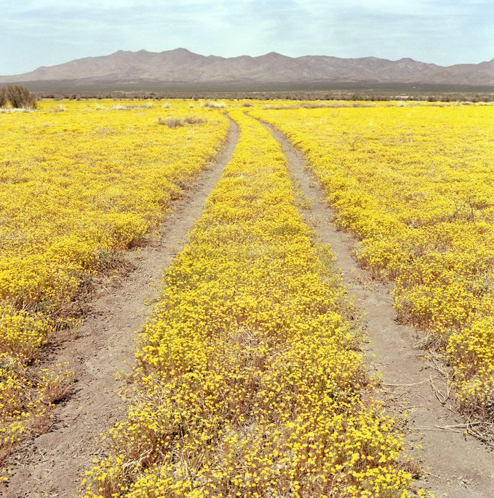 Playas, New Mexico, USA | Jason Oddy | Gallery Viewer