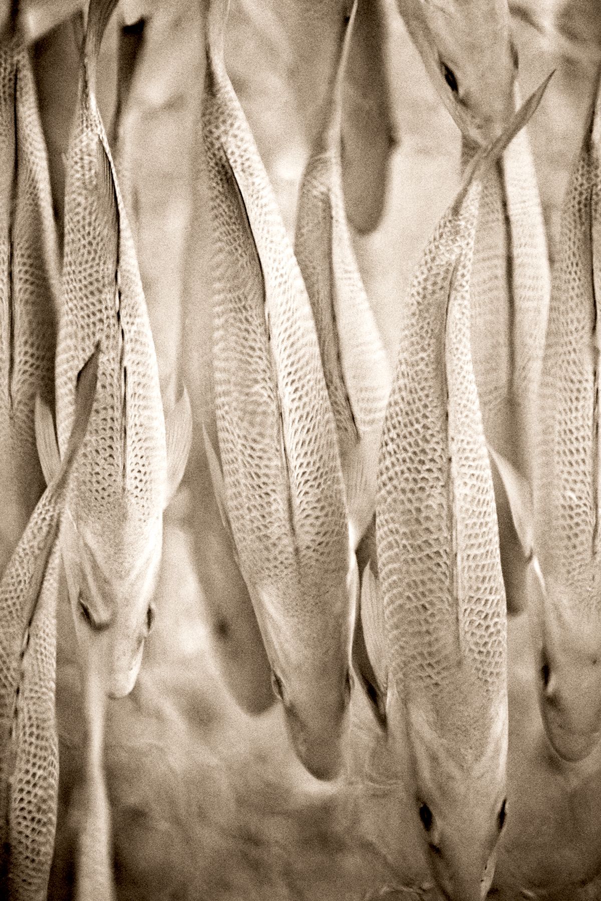 Common Carp, Cyprinus Carpio | Henry Horenstein | Galler...
