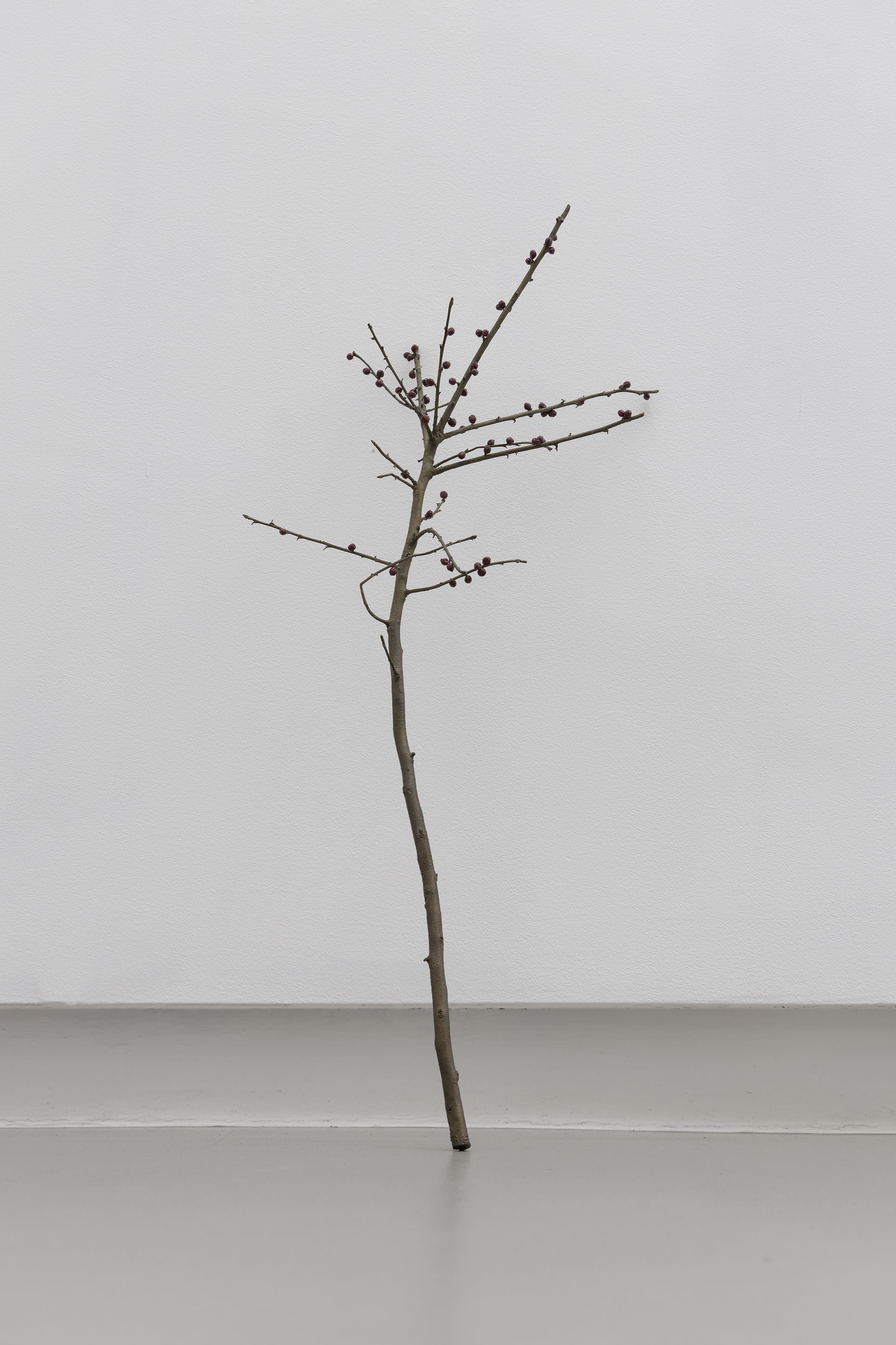 It must give pleasure | Anya Gallaccio | Gallery Viewer