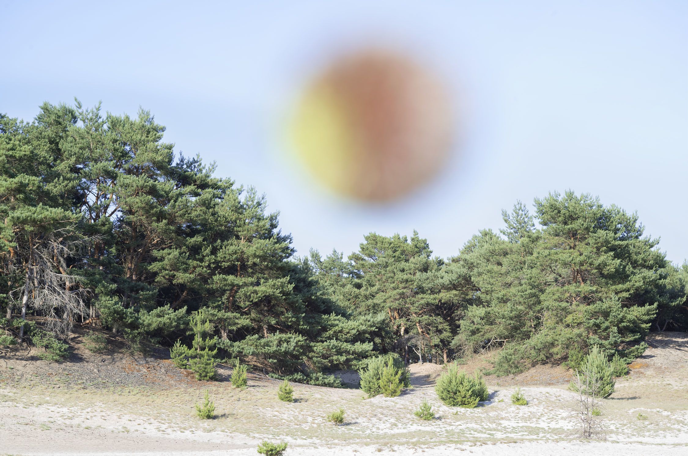 Fake sun | Alice Pallot | Gallery Viewer