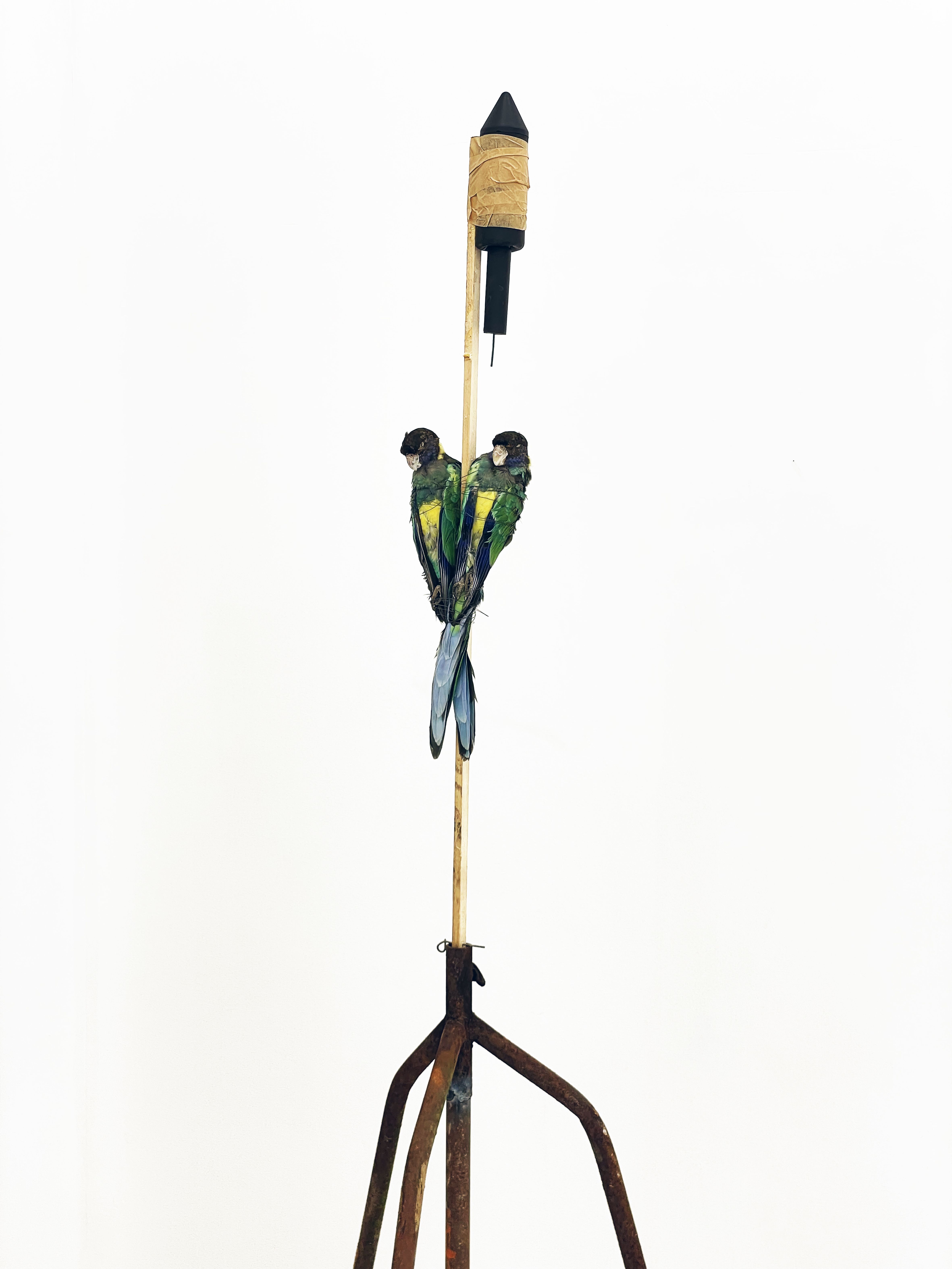 Dead parrots and flying hamm... | Joost Pauwaert, Guy Sl...