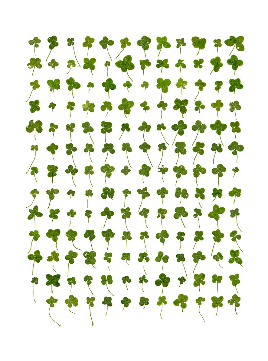 Anne Geene | Artist on Gallery Viewer | Gallery Viewer