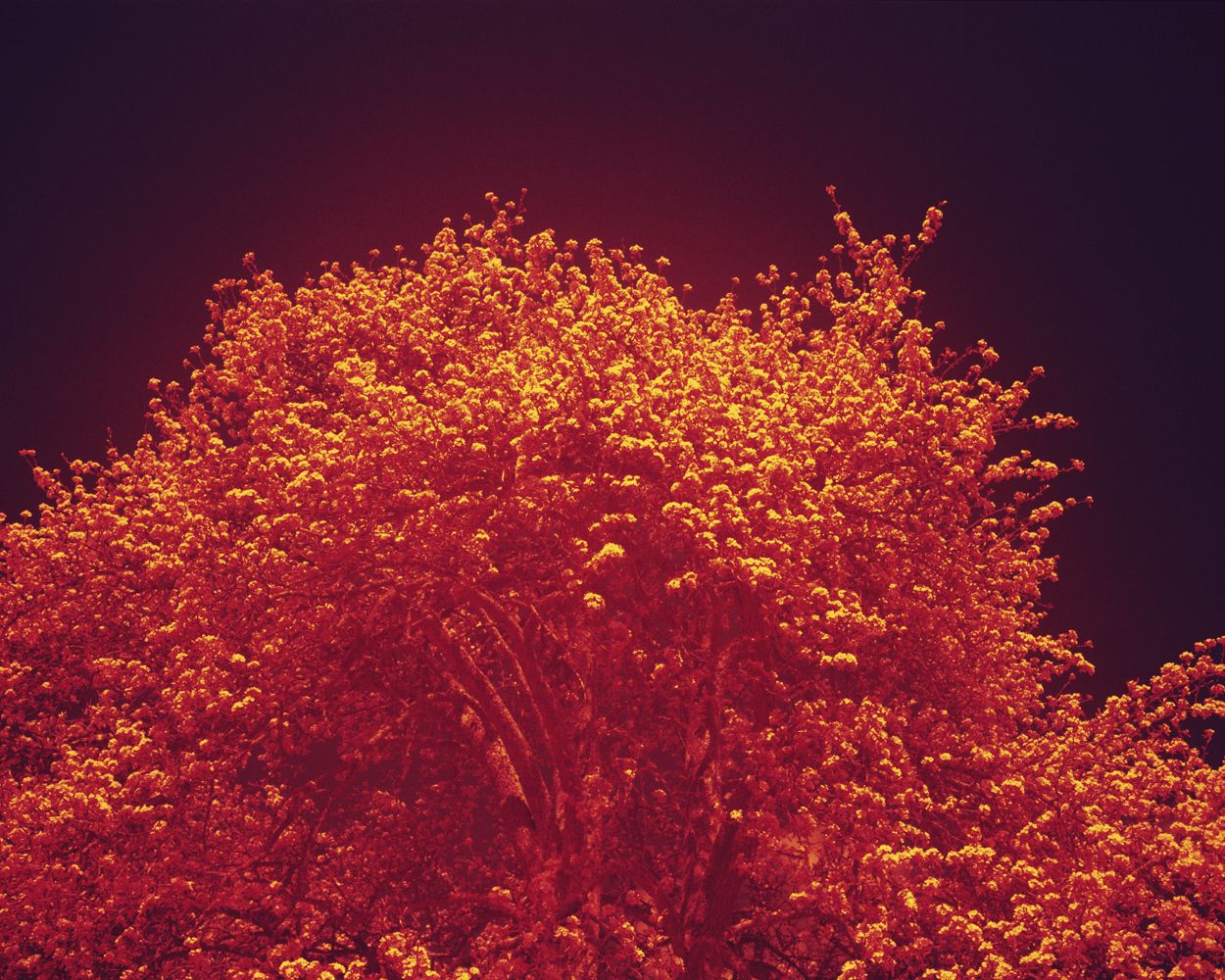 Pear tree I, Guggenbühl, 20.... | Simone Kappeler | Gall...