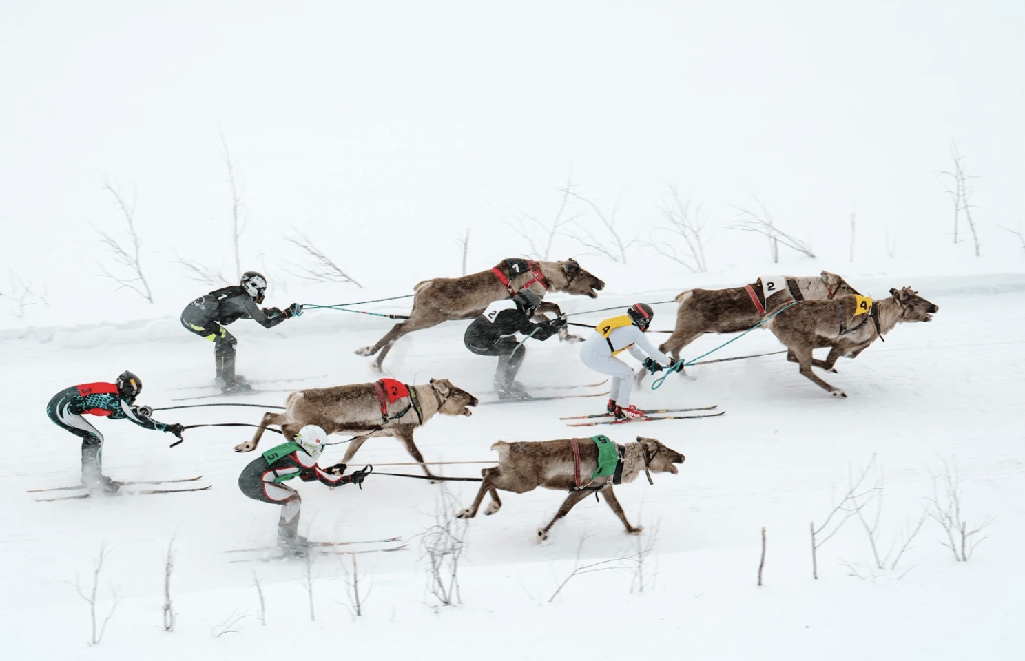 Reindeer Race, Finland | Hannelore Vandenbussche | Galle...