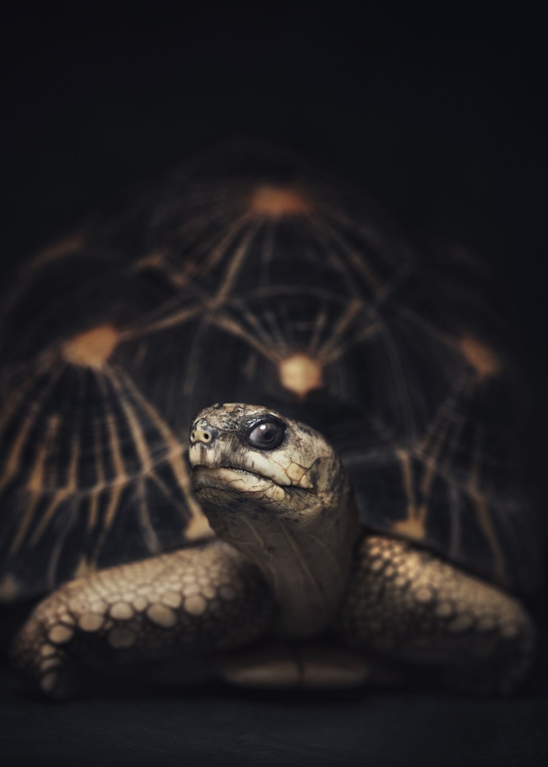 THE RADIATED TORTOISE | Vincent Lagrange | Gallery Viewer