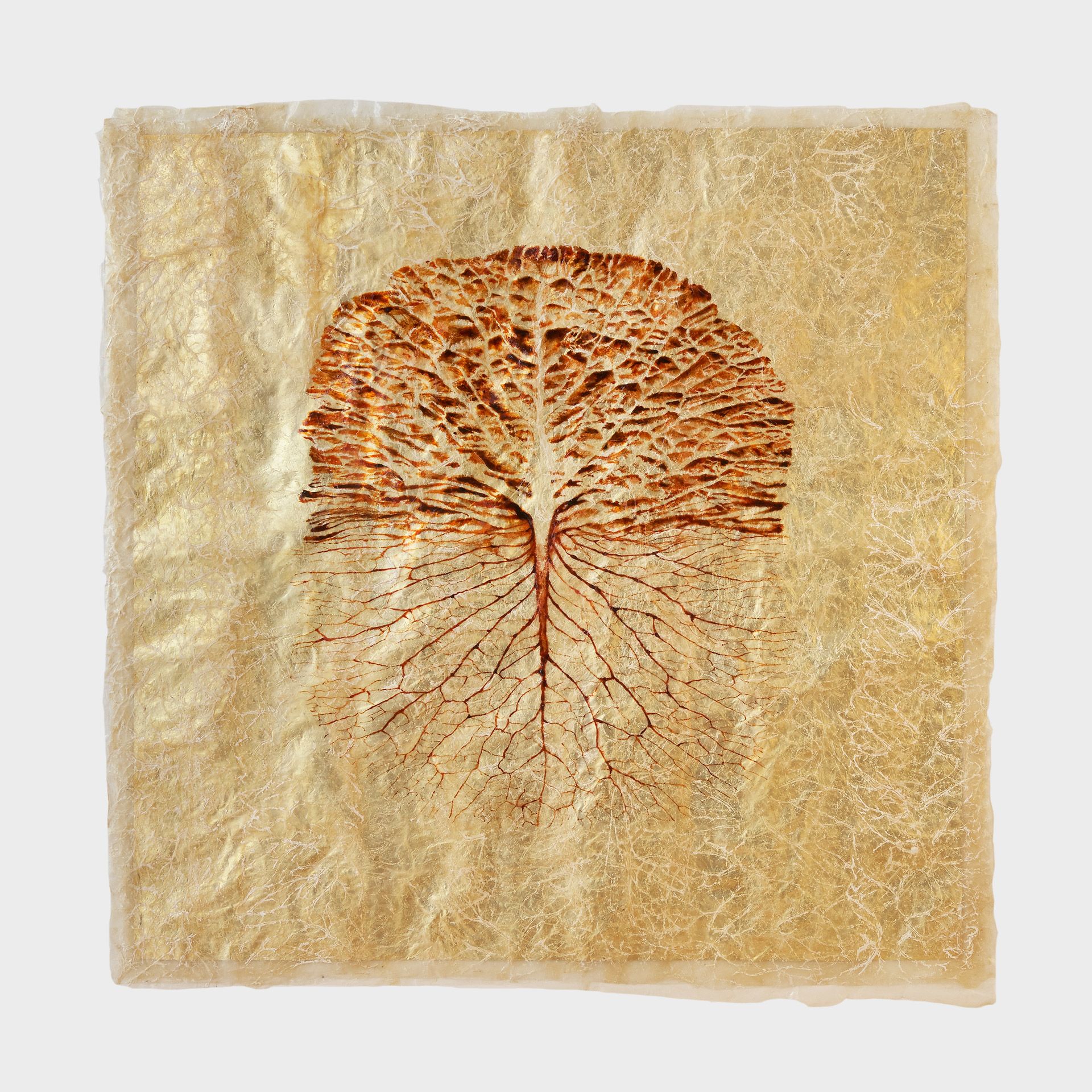 Reticulae Natura | Javier Pérez | Gallery Viewer