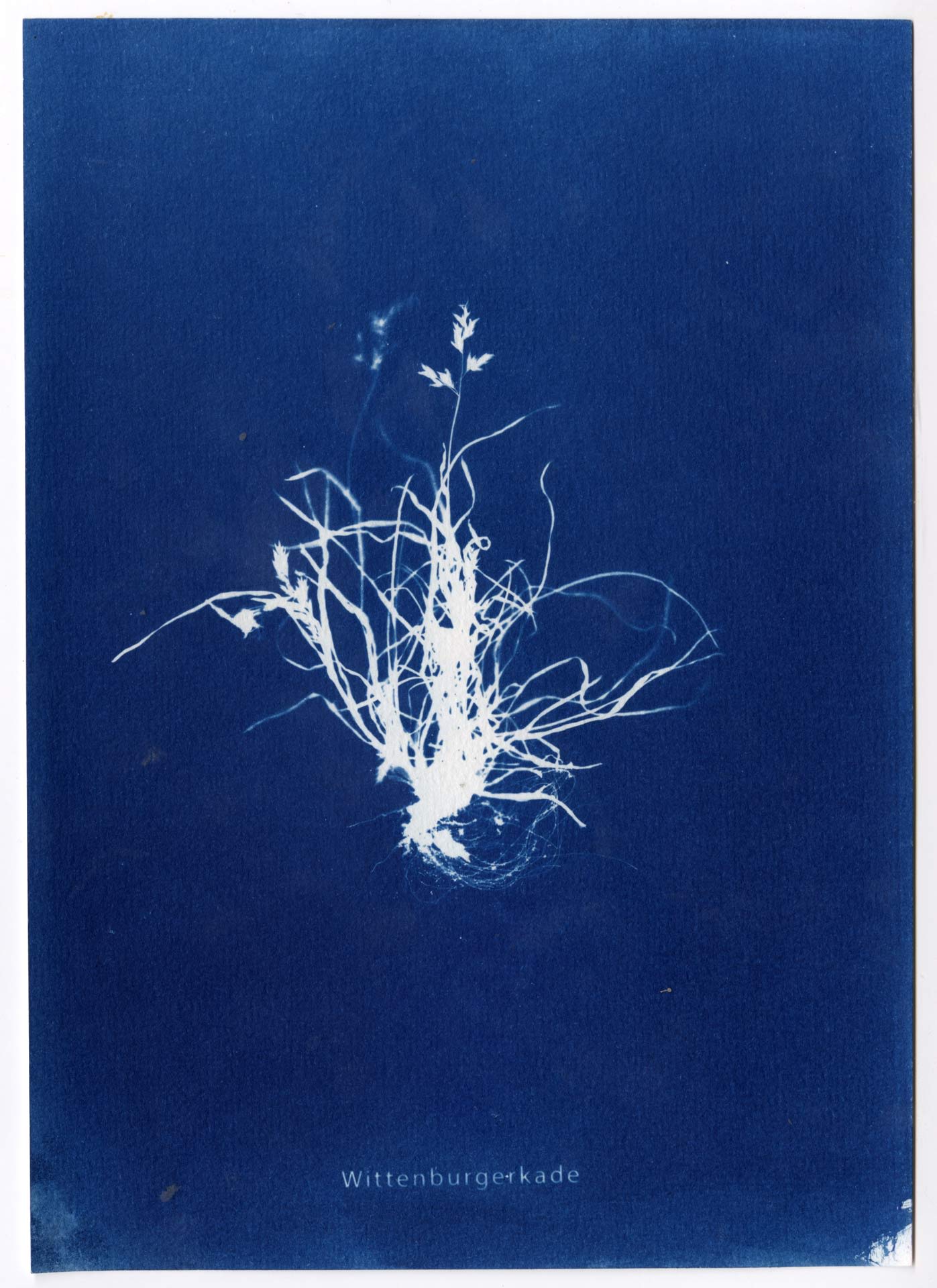 Grasses & The Great Moon Hoax | Anne Geene, Anne Geene,