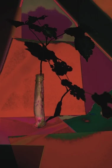 fallen shadow | Thirza Schaap | Gallery Viewer