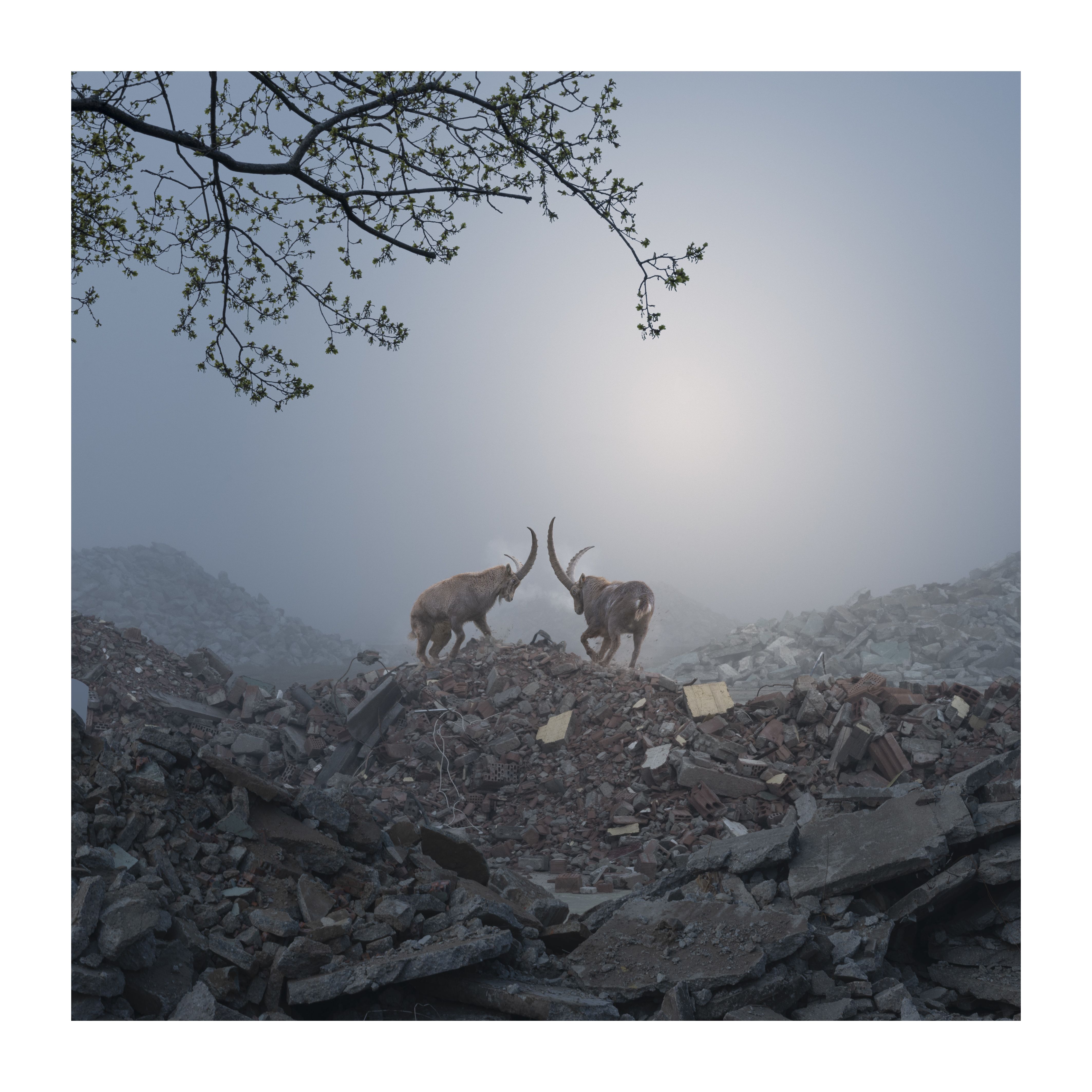 Diorama - Ibex II | Jan Pypers | Gallery Viewer
