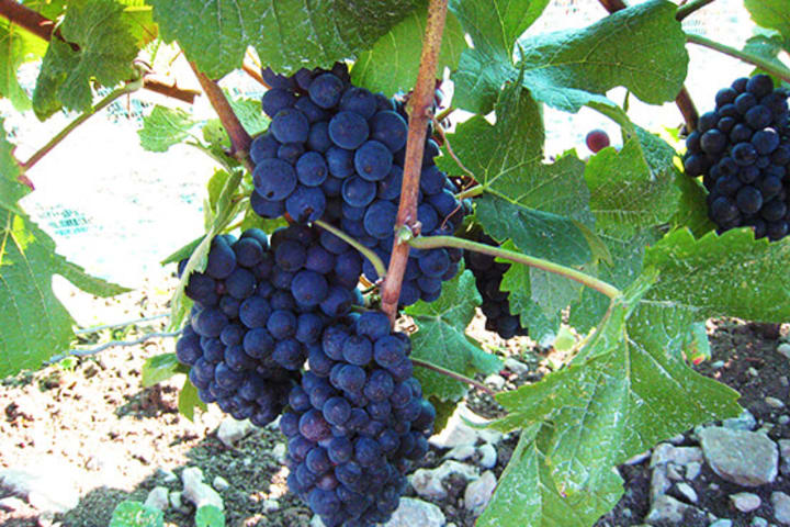 Little Bluff Conservation Area | Visit the County