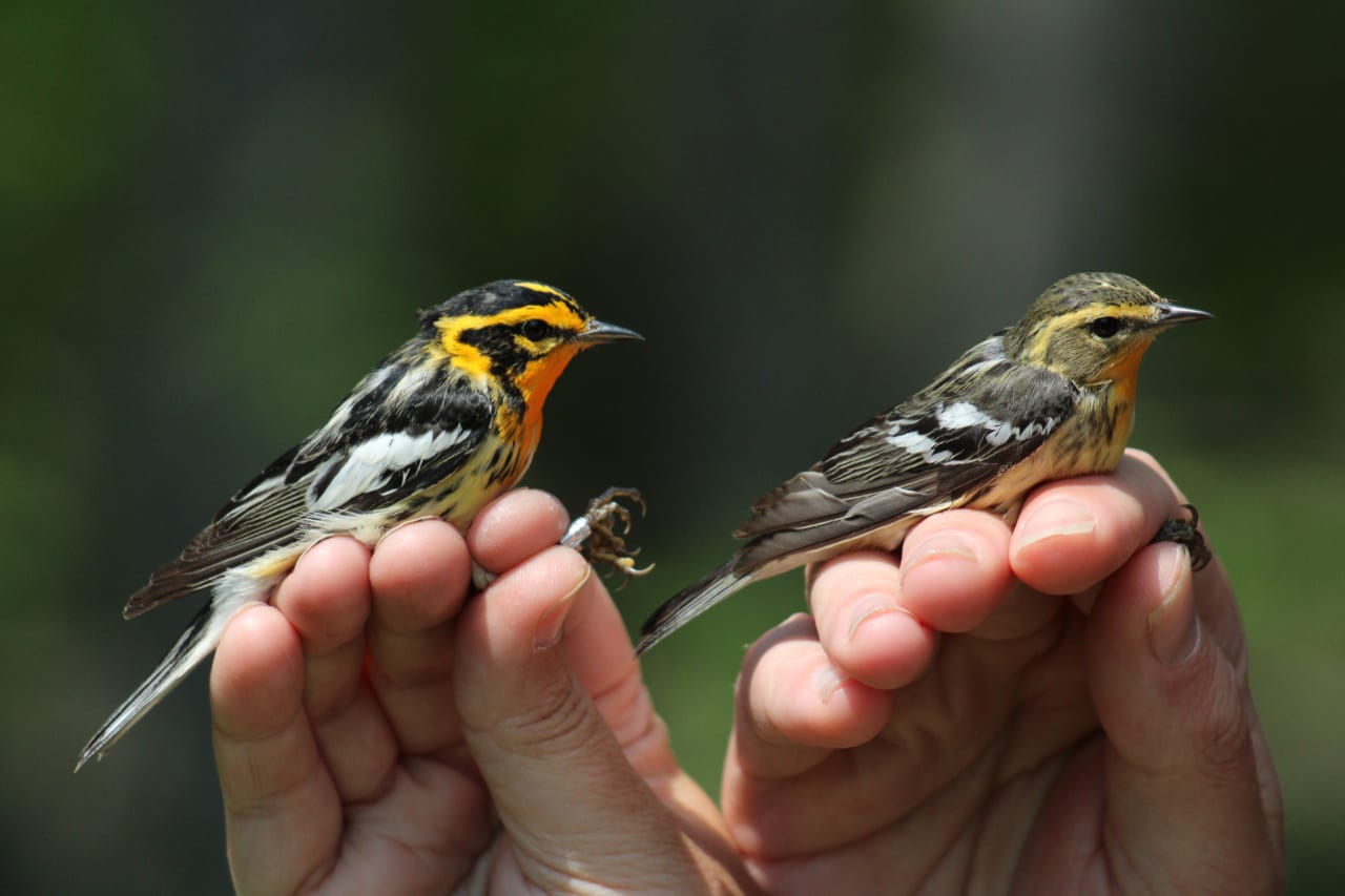 Prince Edward Point Bird Observatory | Visit the County