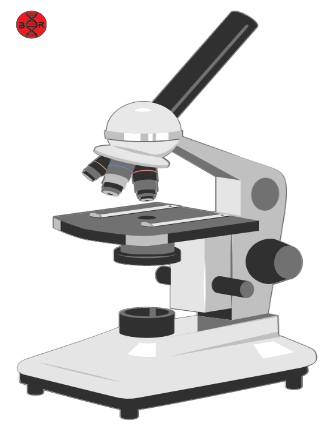 Light Microscopy Vs Electron Microscopy - Understanding the Differences ...
