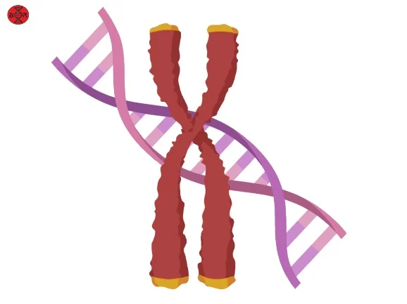 DNA, Gene, and Chromosomes: Understanding the Building Blocks of Life