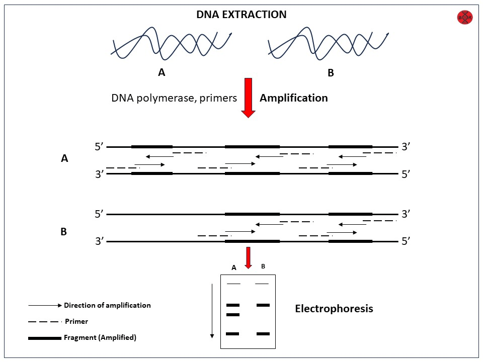 Random Amplified Polymorphic DNA (RAPD)