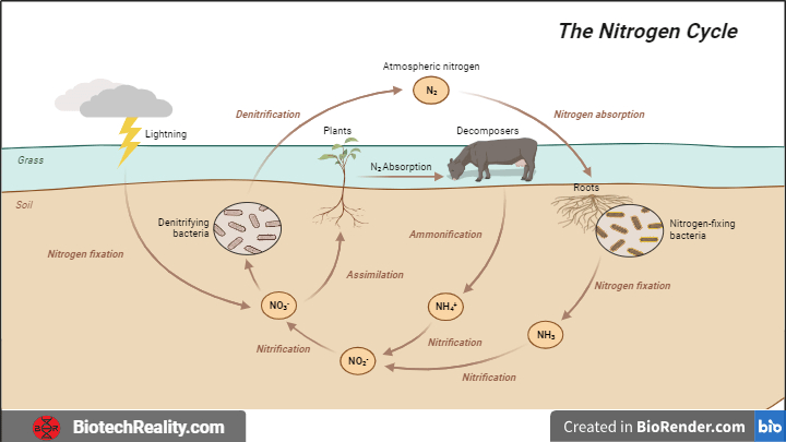 Nitrogen Fixation - Overview