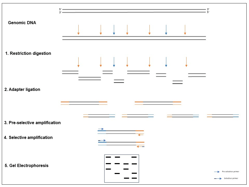 Amplified Fragment Length Polymorphism - AFLP | Explained