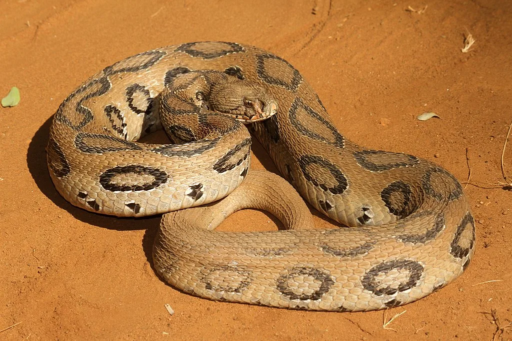 Russell's Viper - Hemotoxic Venom | Details – Types, Effects, and ...