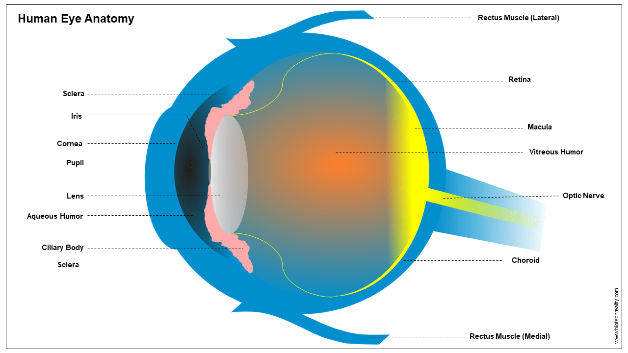 Structure of the Human Eye; Anatomy Overview and Functions