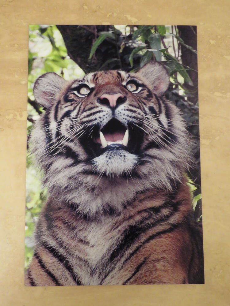 Large photo prints from 50p - Pixa Prints