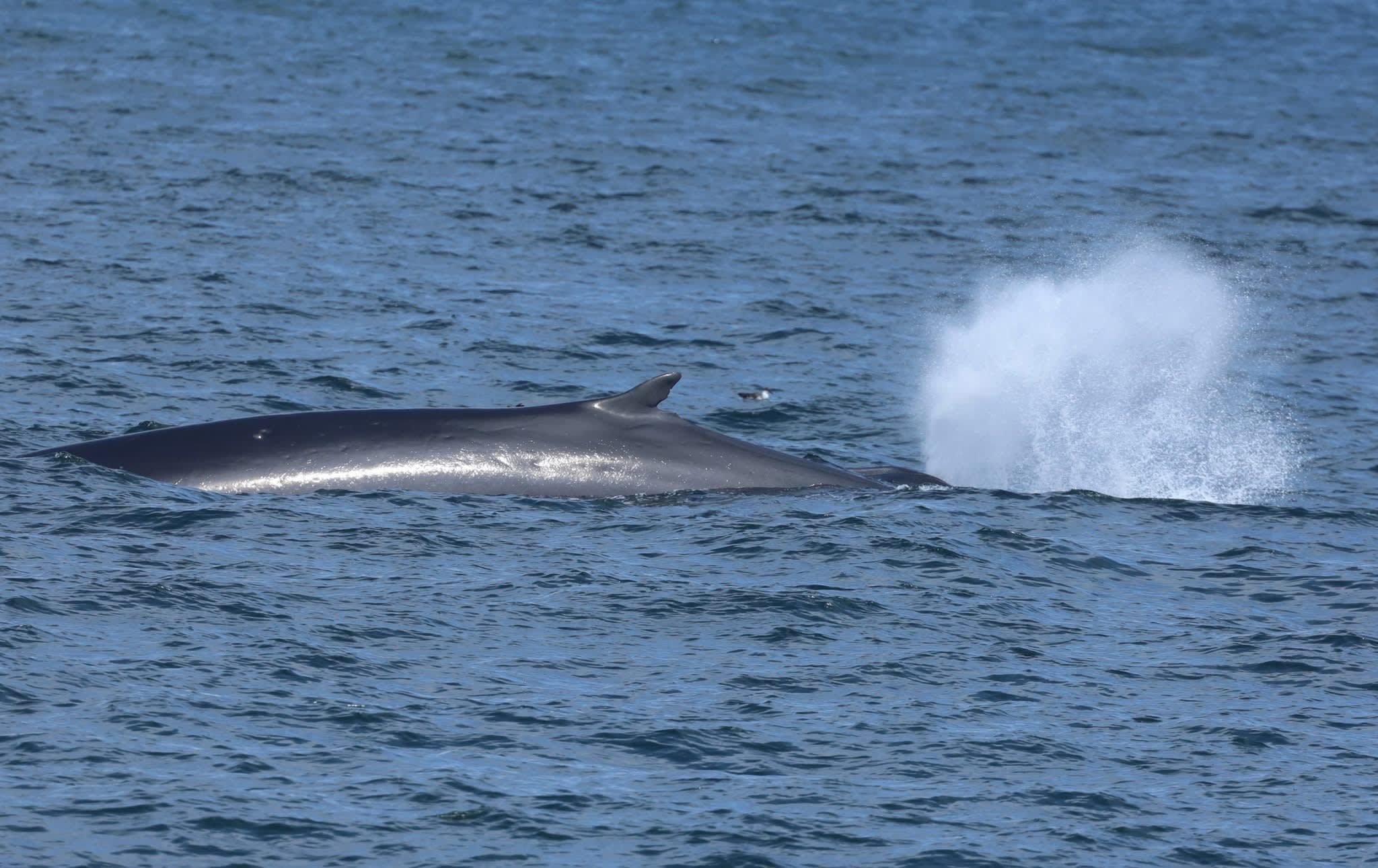 July 13, 2025 #epic day so far with 6-8 #finback whales - Bill McKim’s ...