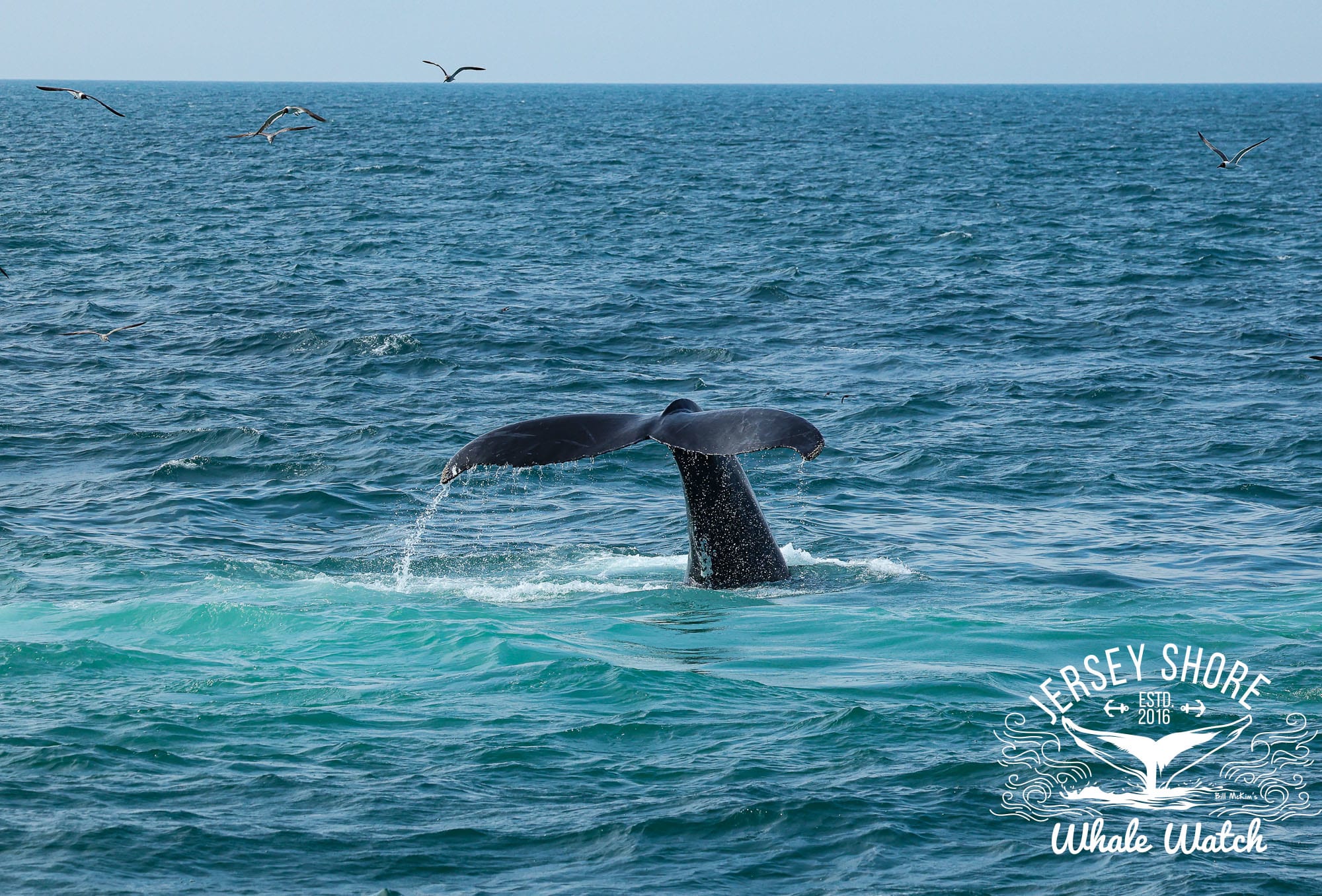 A New Season on the Ocean - Bill McKim’s Jersey Shore Whale Watch Tour