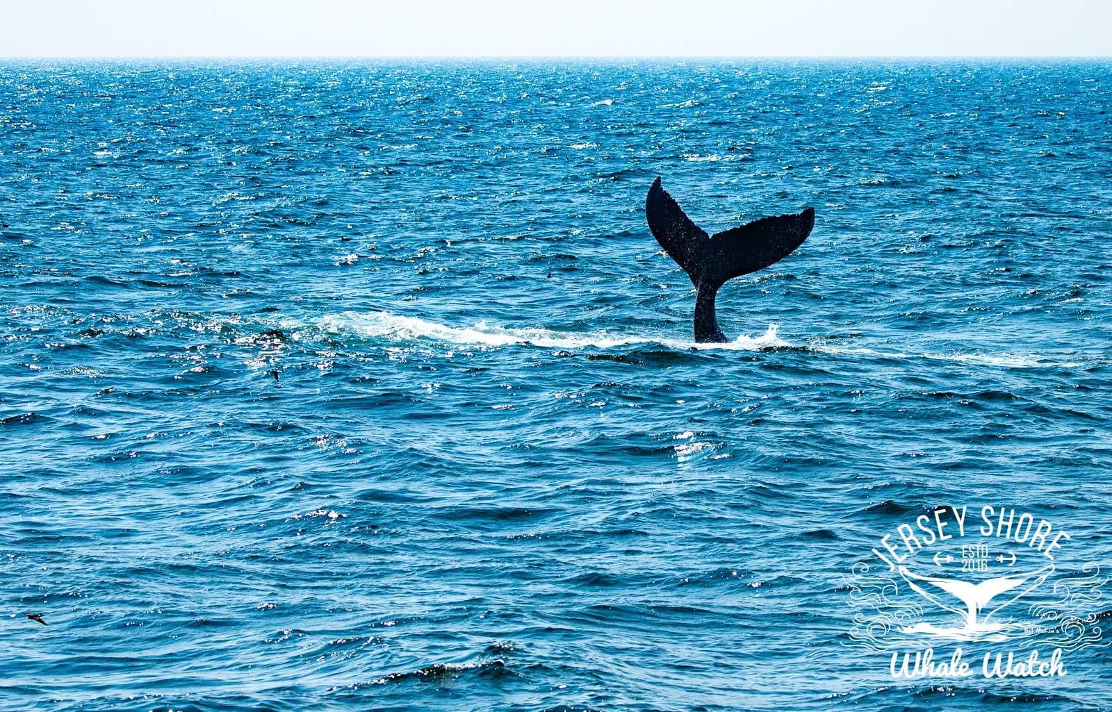 10 Humpback whales on our trip today ! - Bill McKim’s Jersey Shore ...