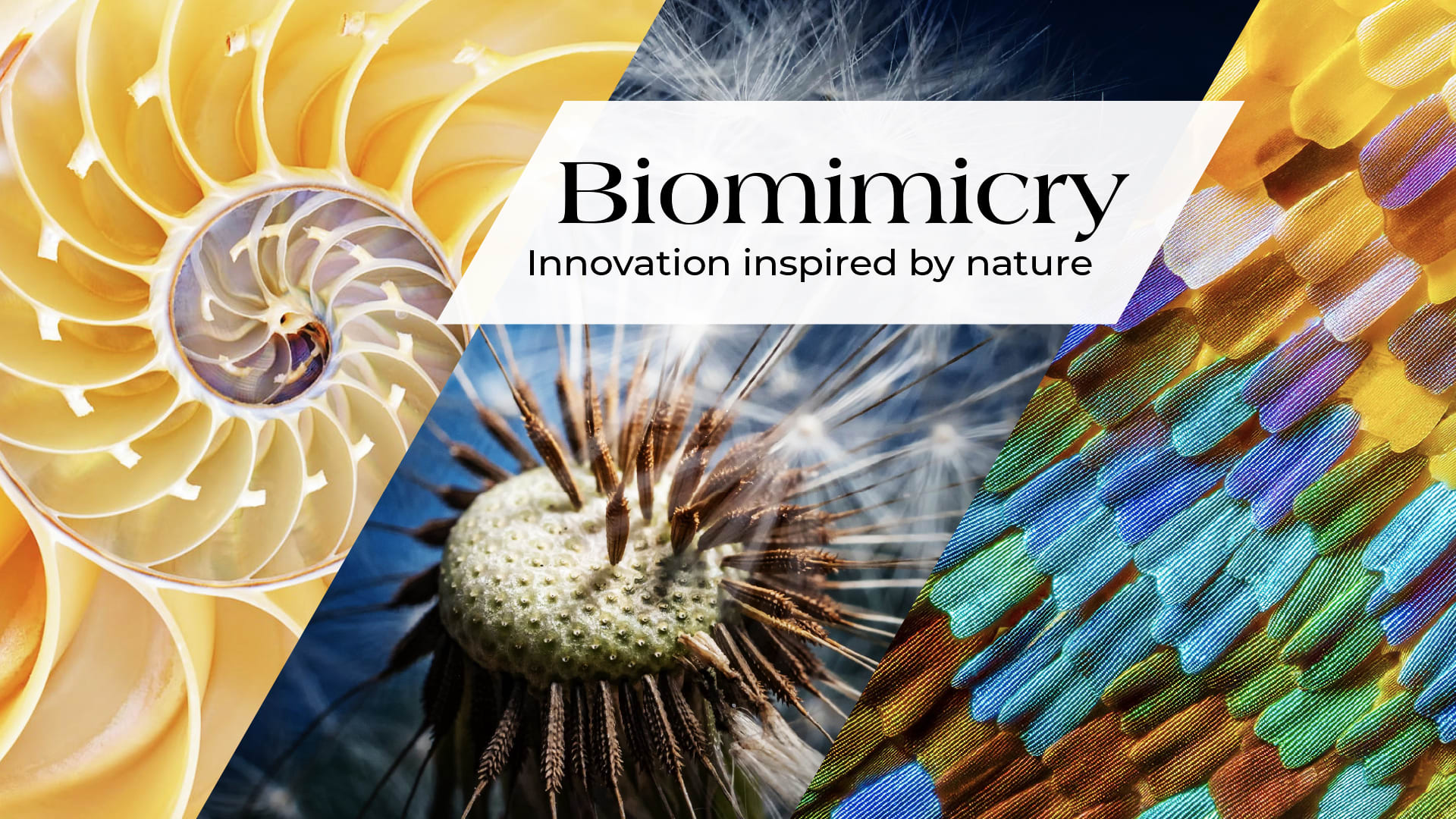 Biomimicry and Design - Palette69