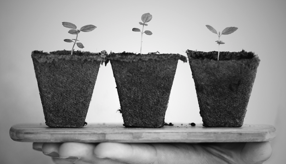 Developing a Growth Mindset: Embracing Challenges and Personal Growth ...