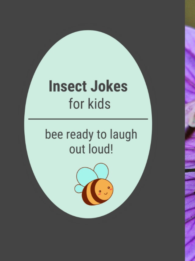INSECT JOKES BUTTERFLY | Confidence Meets Parenting